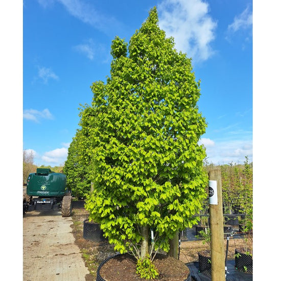 Carpinus betulus 'Columnaris' – Majestic Trees