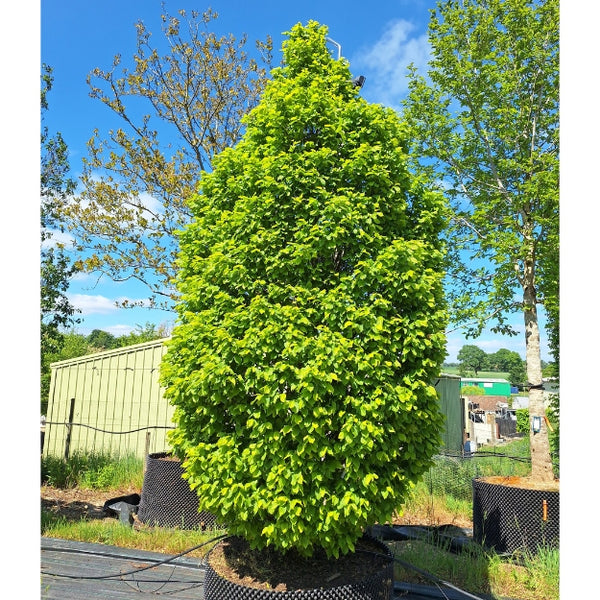 Carpinus betulus 'Columnaris' – Majestic Trees