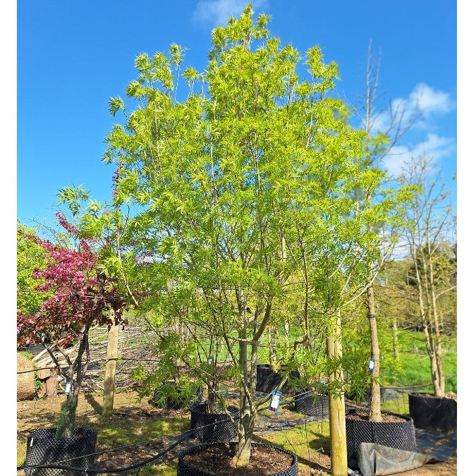 Fraxinus angustifolia 'Raywood' – Majestic Trees