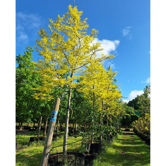 Gleditsia triacanthos 'Sunburst' – Majestic Trees