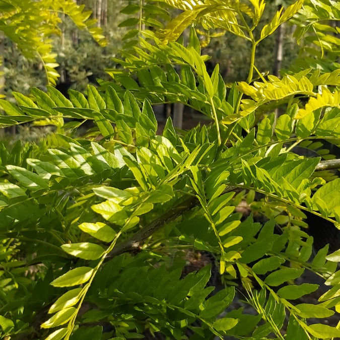 Gleditsia triacanthos 'Sunburst' – Majestic Trees