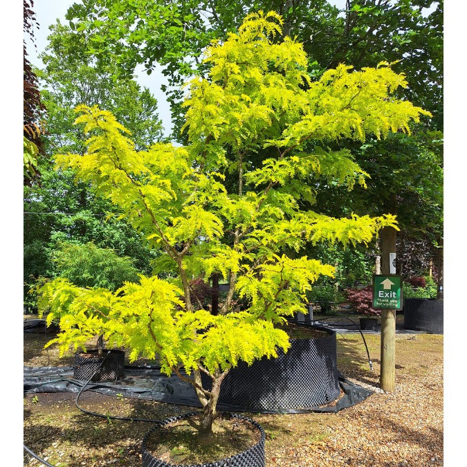 Gleditsia triacanthos 'Sunburst' – Majestic Trees