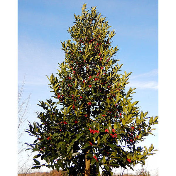 Ilex koehneana 'Chestnut Leaf' – Majestic Trees