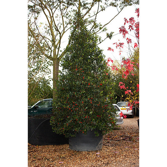 Ilex 'Nellie R. Stevens' – Majestic Trees