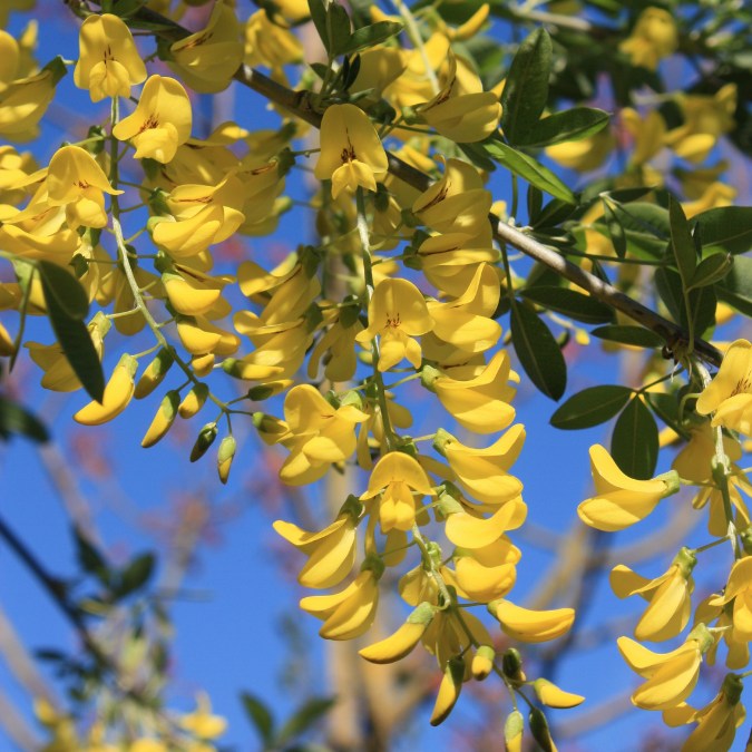 Laburnum x watereri 'Vossii' – Majestic Trees