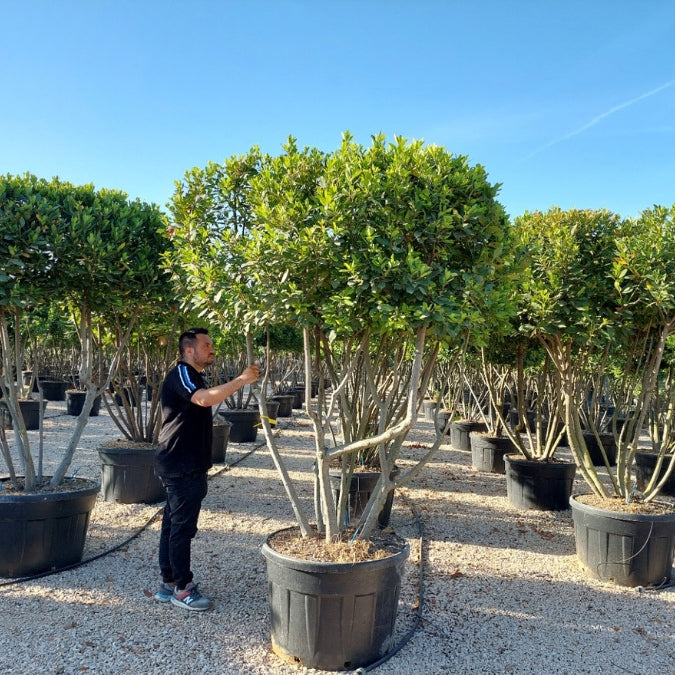 Laurus nobilis – Majestic Trees