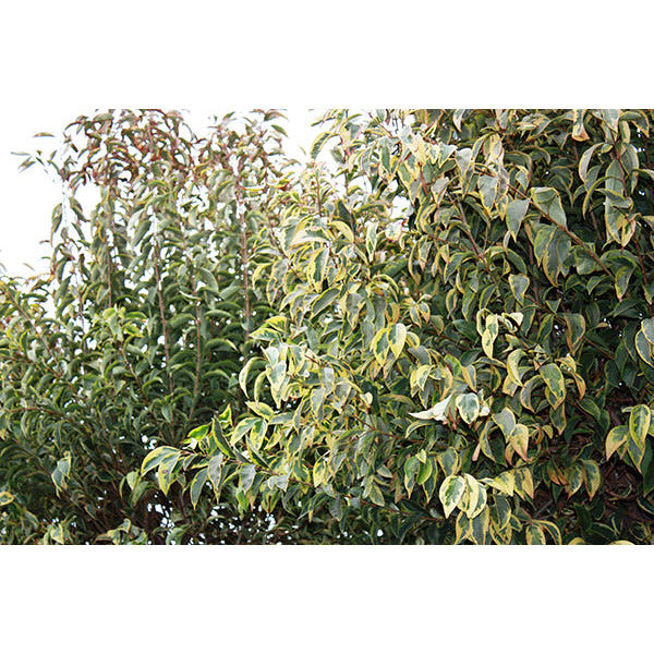 Ligustrum luc. 'Excelsum superbum' – Majestic Trees