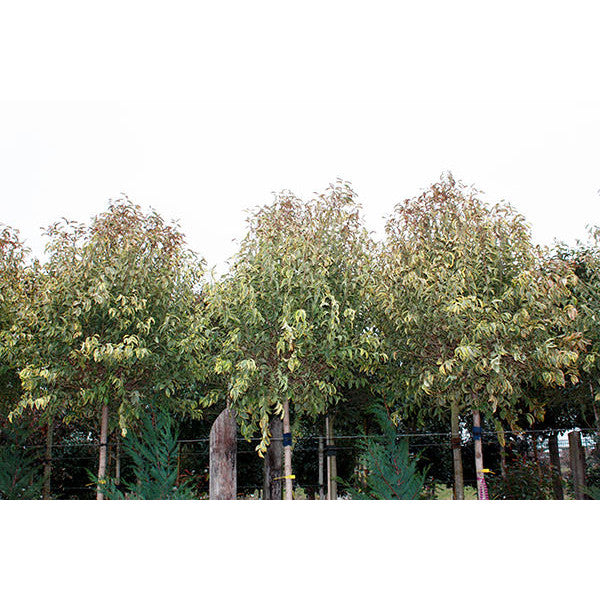 Ligustrum luc. 'Excelsum superbum' – Majestic Trees