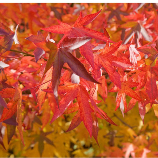 Liquidambar styraciflua – Majestic Trees
