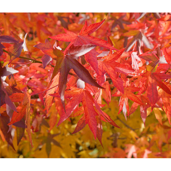 Liquidambar styraciflua – Majestic Trees