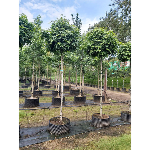 Liquidambar styr. 'Gumball' – Majestic Trees
