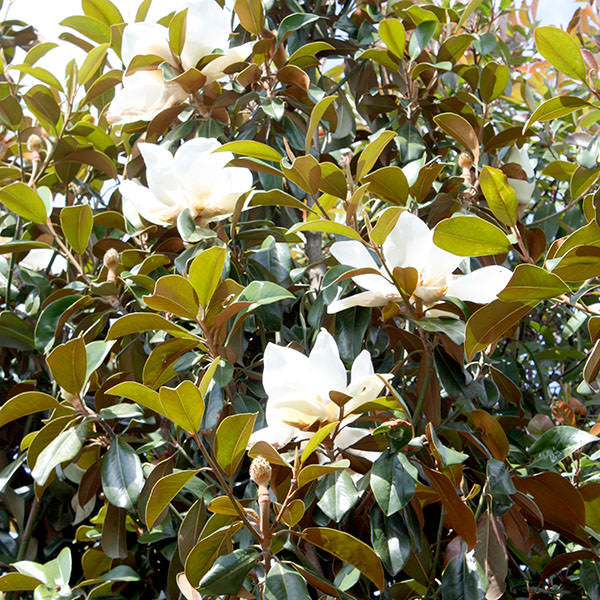 Magnolia grand. 'Goliath' – Majestic Trees