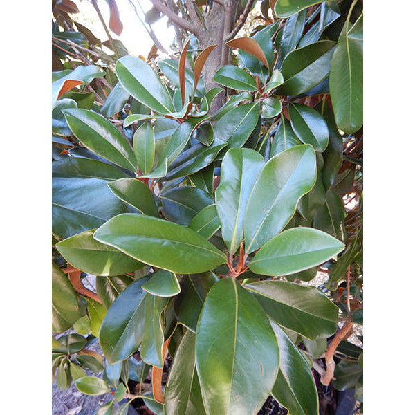 Magnolia grand. 'Goliath' – Majestic Trees