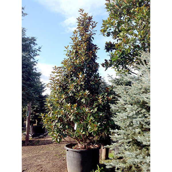 Magnolia grand. 'Goliath' – Majestic Trees