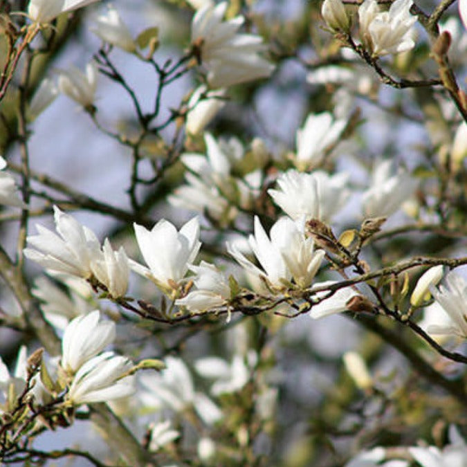 Magnolia kobus – Majestic Trees