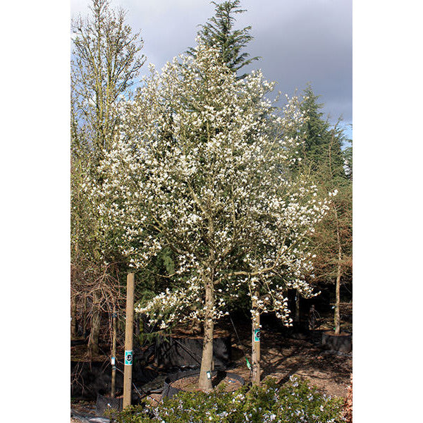 Magnolia kobus – Majestic Trees