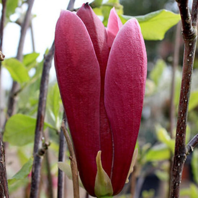 Magnolia liliiflora 'Nigra' – Majestic Trees