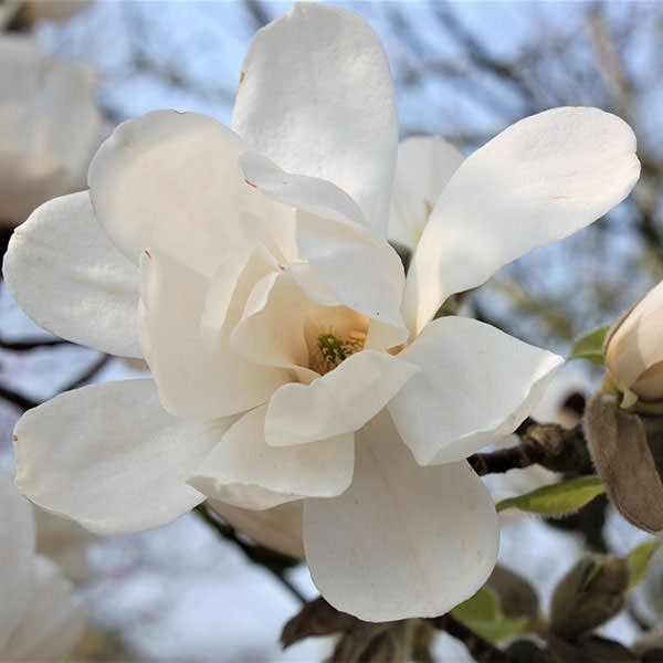 Magnolia x loebneri 'Merrill' – Majestic Trees