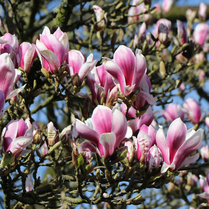 Magnolia x soulangeana – Majestic Trees