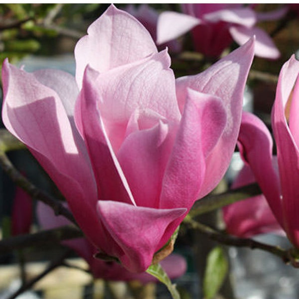 Magnolia 'Spectrum' – Majestic Trees