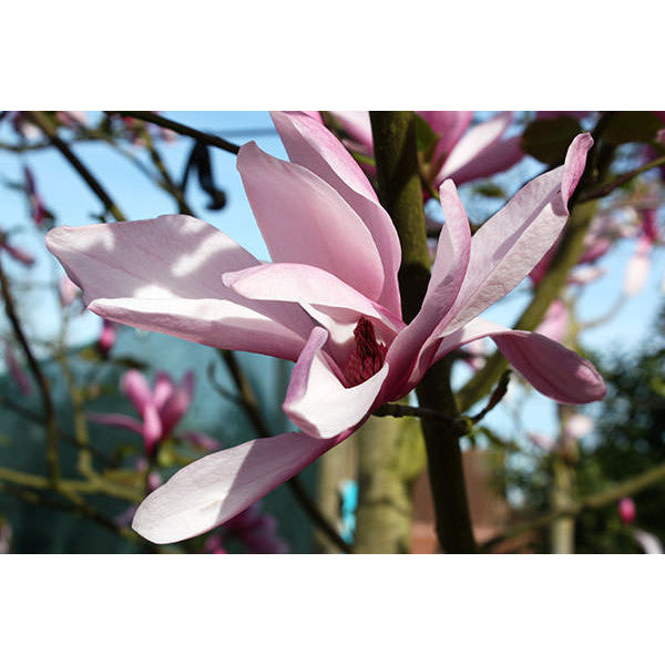 Magnolia 'Spectrum' – Majestic Trees