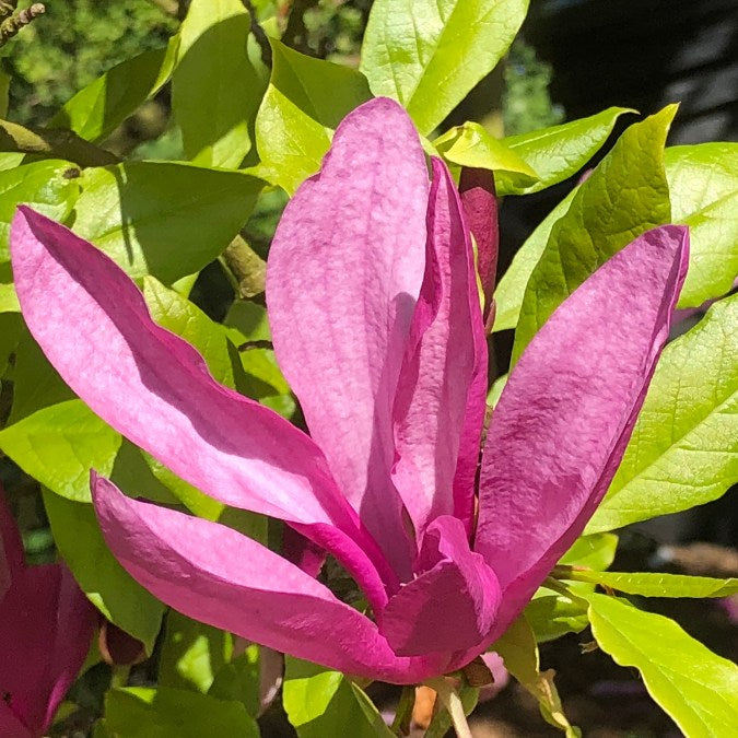 Magnolia 'Susan' – Majestic Trees
