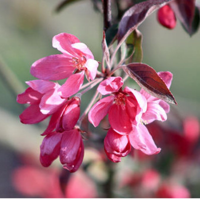 Malus 'Mokum' – Majestic Trees