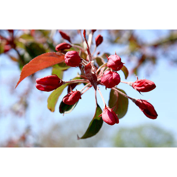 Malus 'Mokum' – Majestic Trees