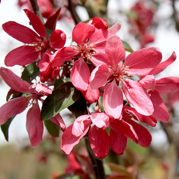 Malus 'Mokum' – Majestic Trees