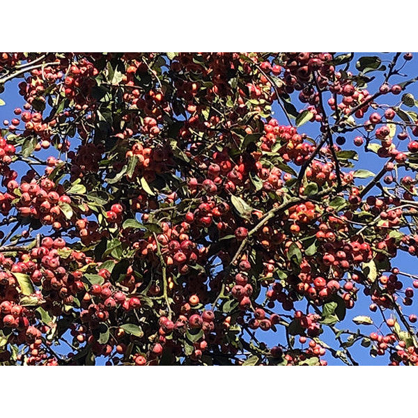 Malus 'Mokum' – Majestic Trees