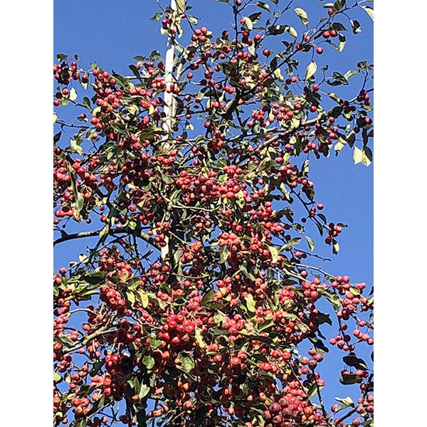 Malus 'Mokum' – Majestic Trees