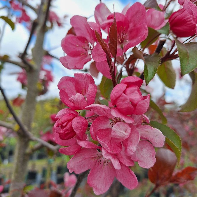 Malus 'Rudolph' – Majestic Trees