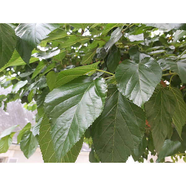 Morus alba – Majestic Trees