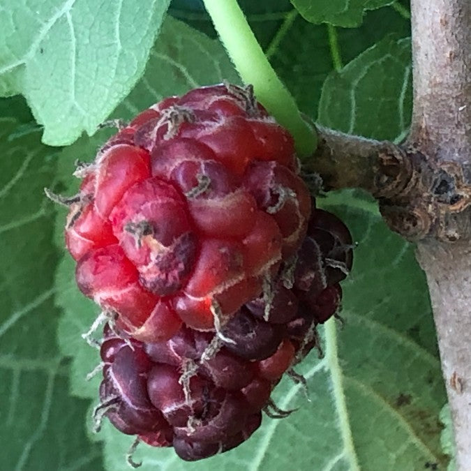 Morus nigra – Majestic Trees
