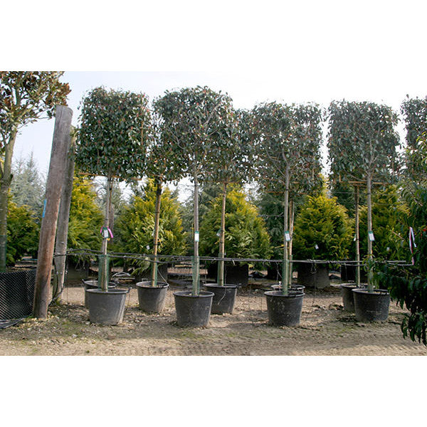 Photinia x fras. 'Red Robin' (Pleached) – Majestic Trees