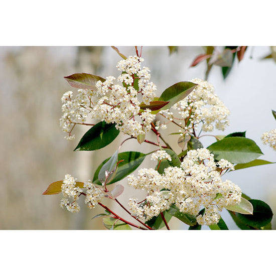 Photinia x fras. 'Red Robin' (Pleached) – Majestic Trees