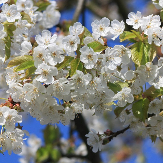 Prunus avium – Majestic Trees