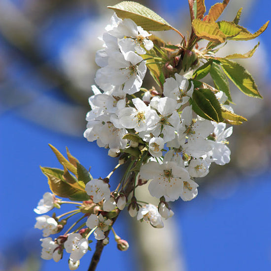 Prunus avium – Majestic Trees