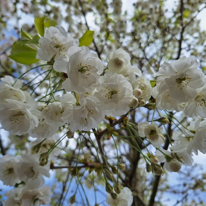 Prunus avium 'Plena' – Majestic Trees