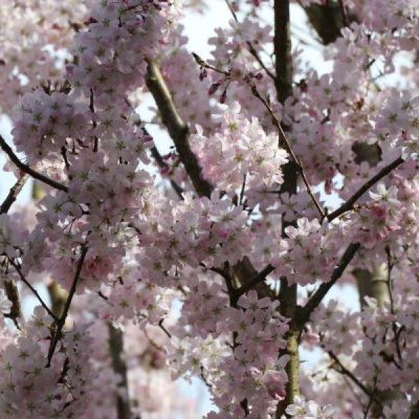 Prunus 'Pandora' – Majestic Trees