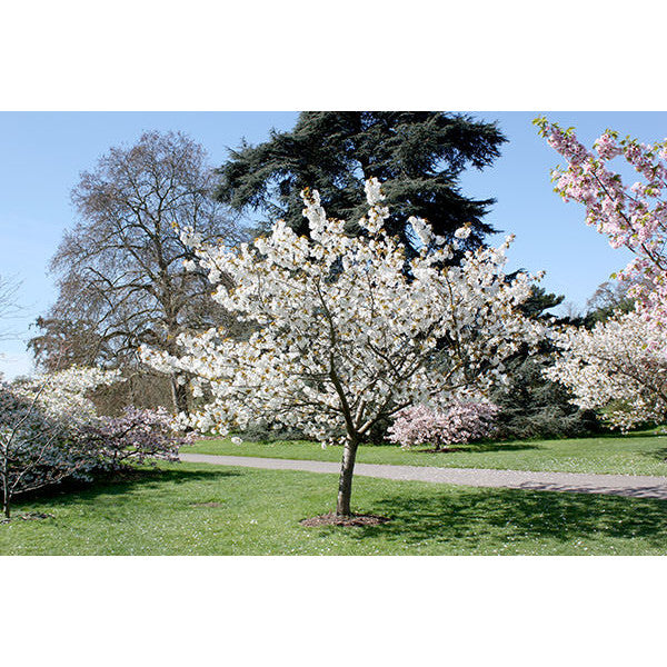 Prunus 'Taihaku' – Majestic Trees