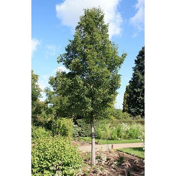 Pyrus cal. 'Chanticleer' – Majestic Trees