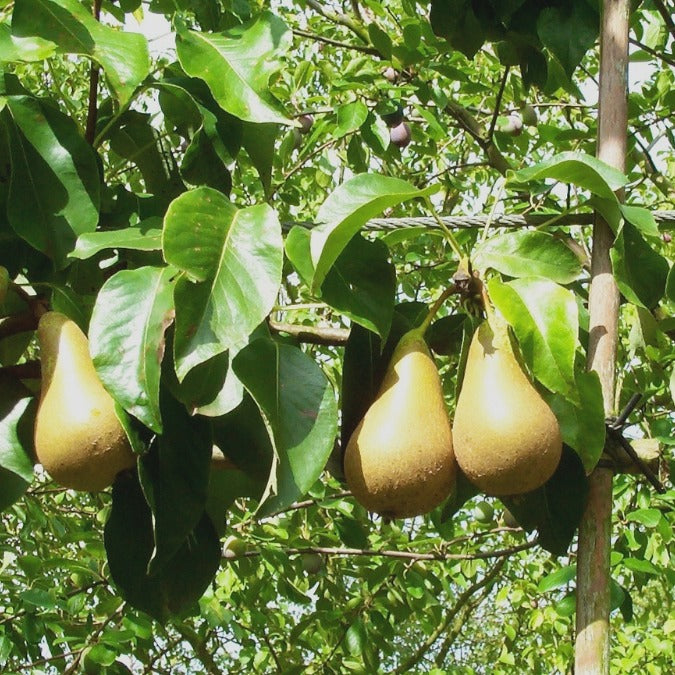 Pyrus com. 'Conference' – Majestic Trees