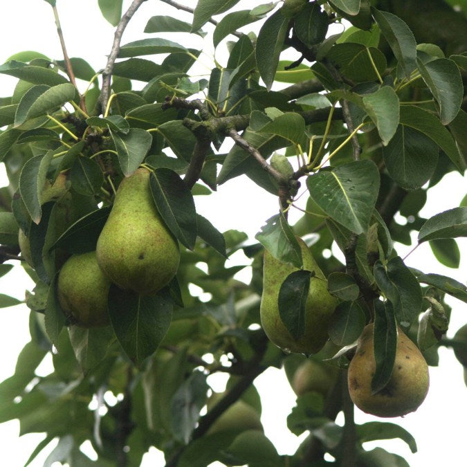 Pyrus com. 'Williams' – Majestic Trees