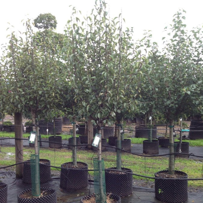 Pyrus com. 'Williams' – Majestic Trees