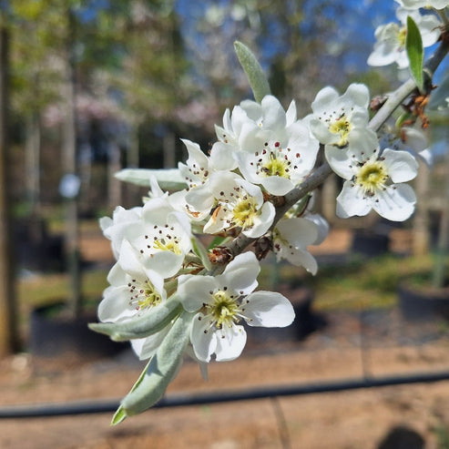Pyrus salicifolia 'Pendula' – Majestic Trees