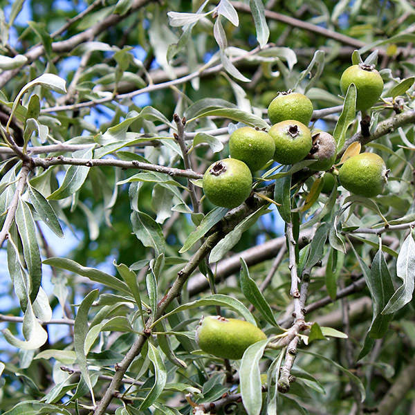 Pyrus salicifolia 'Pendula' – Majestic Trees