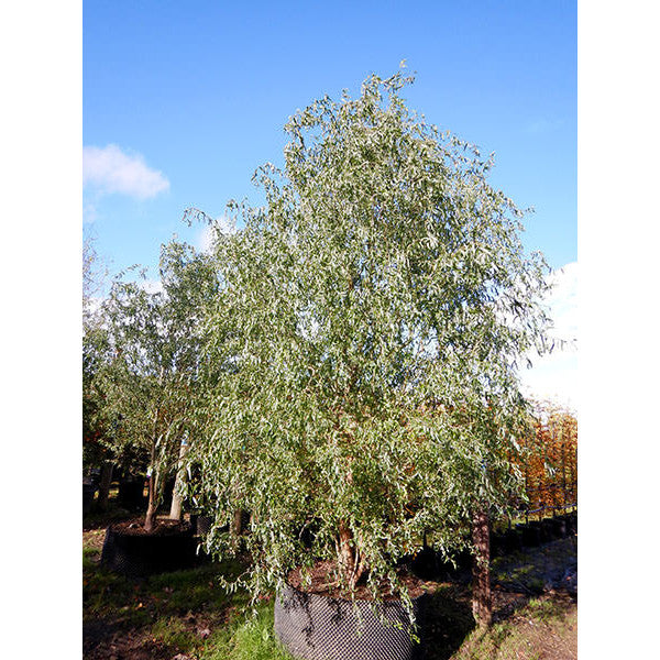 Salix babylonica 'Tortuosa' – Majestic Trees