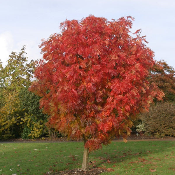 Sorbus commixta – Majestic Trees