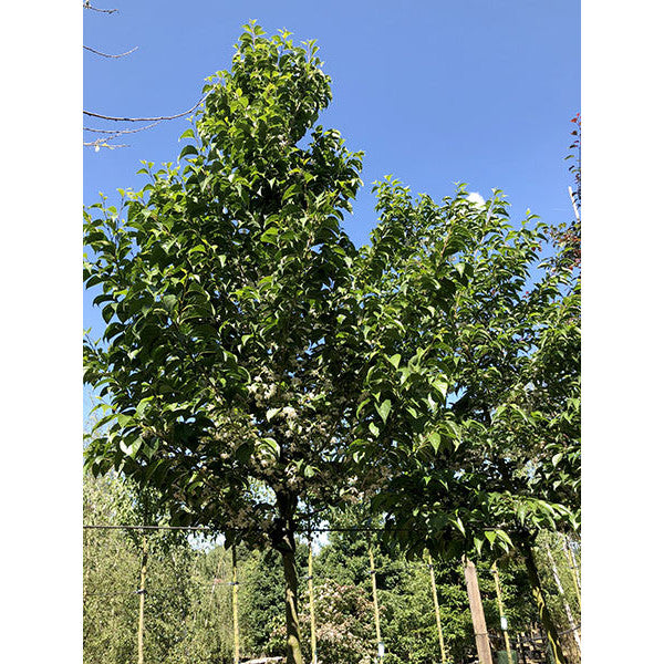 Styrax japonicus – Majestic Trees